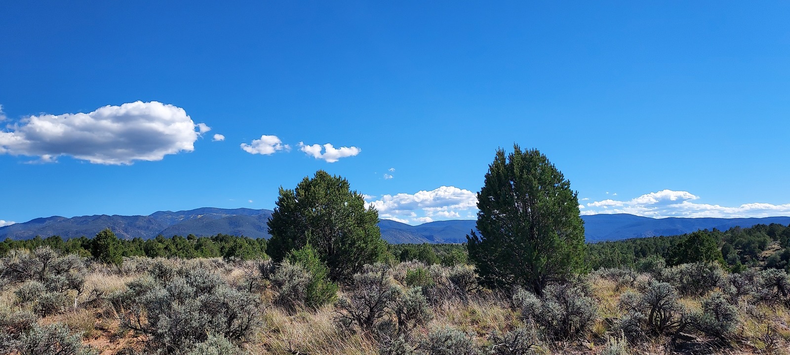 Come Home to Carson!