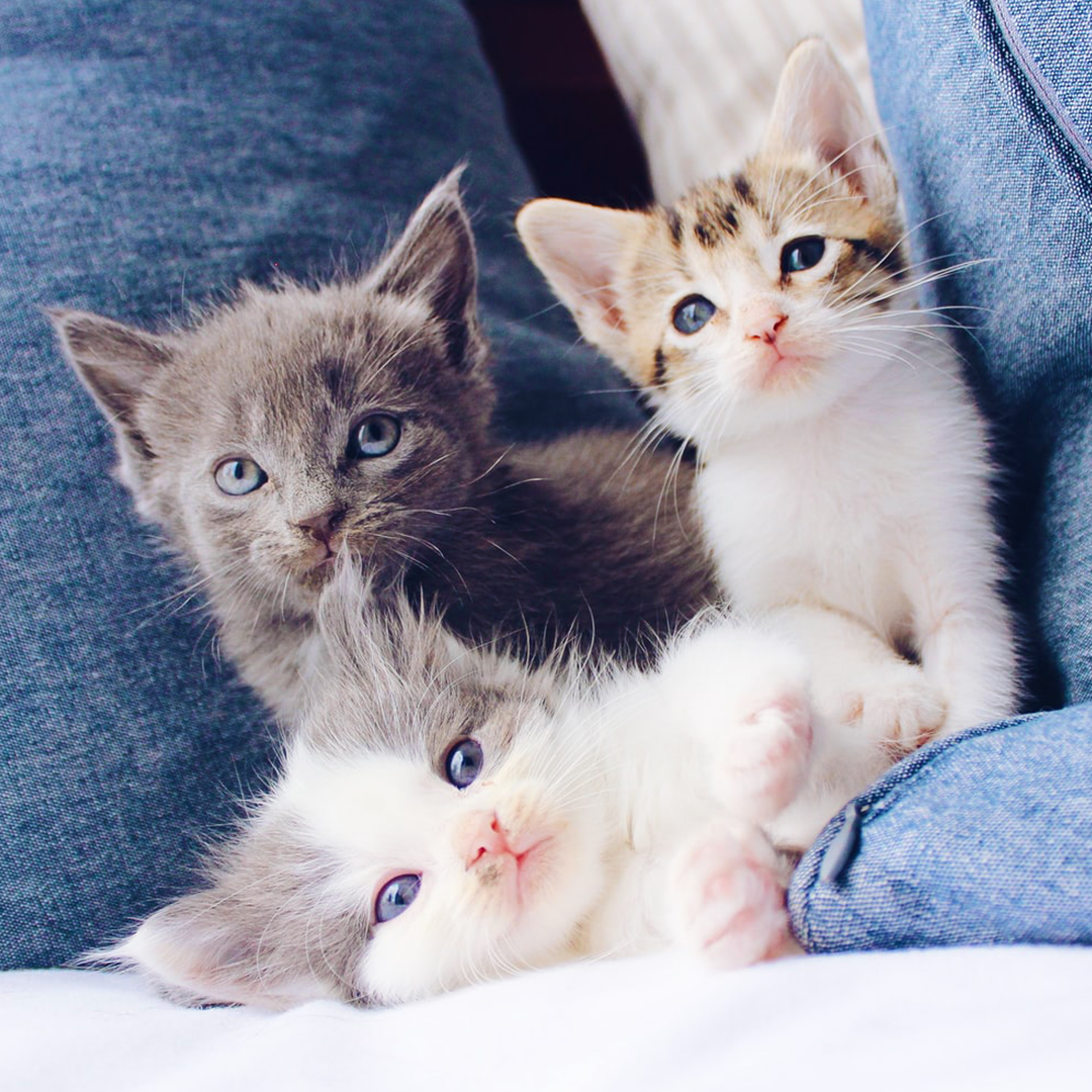 Cat Lovers Month (December).png