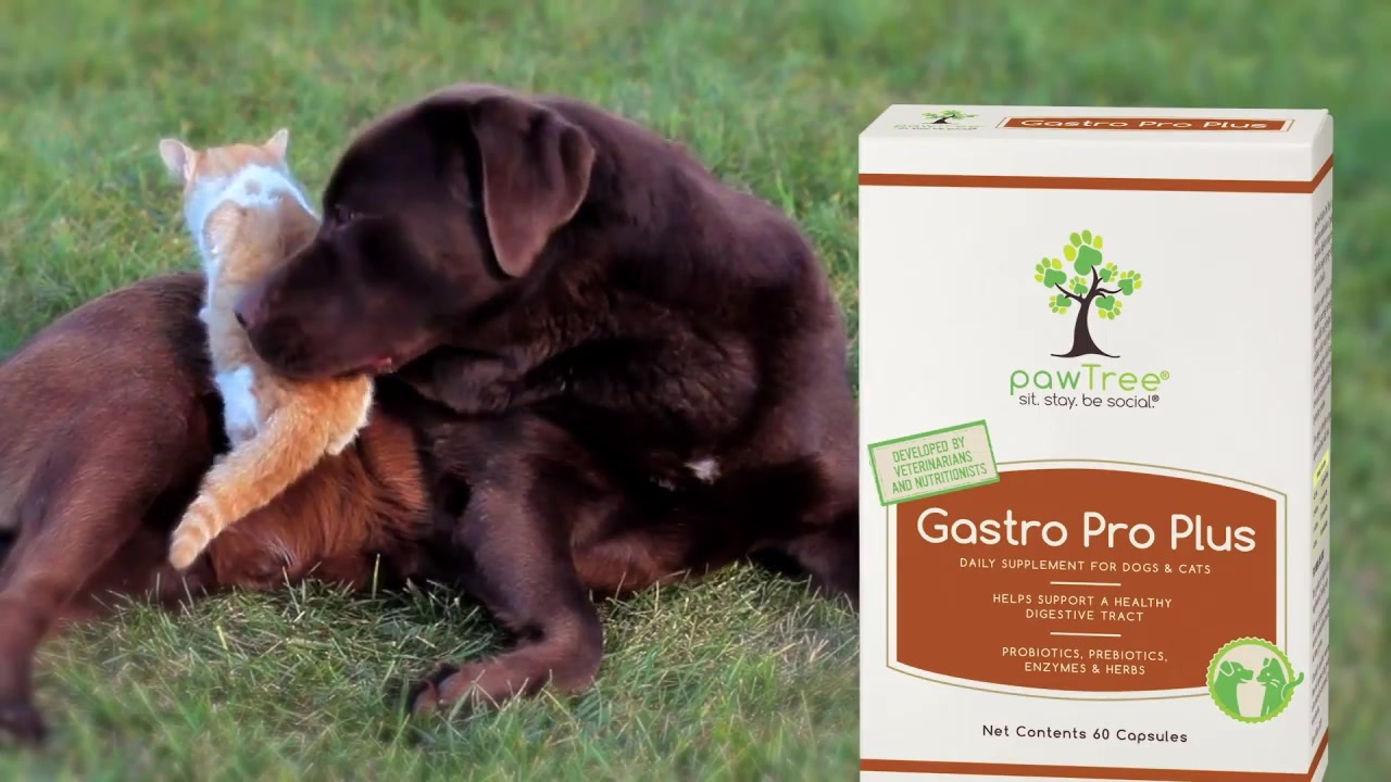 Gastro Pro Plus for Cats and Dogs